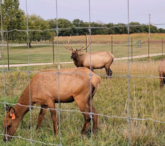 Acorns Wild Elk Farm | Shop Kansas Farms | Brought to you by Kansas ...